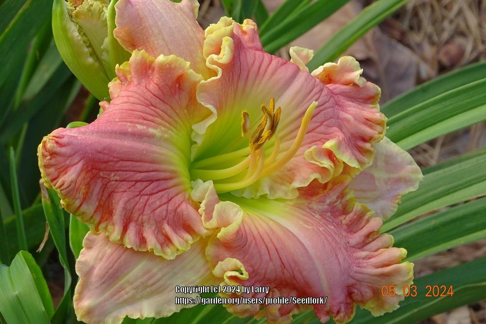 Photo of the bloom of Daylily (Hemerocallis 'Lillian's Terah George ...