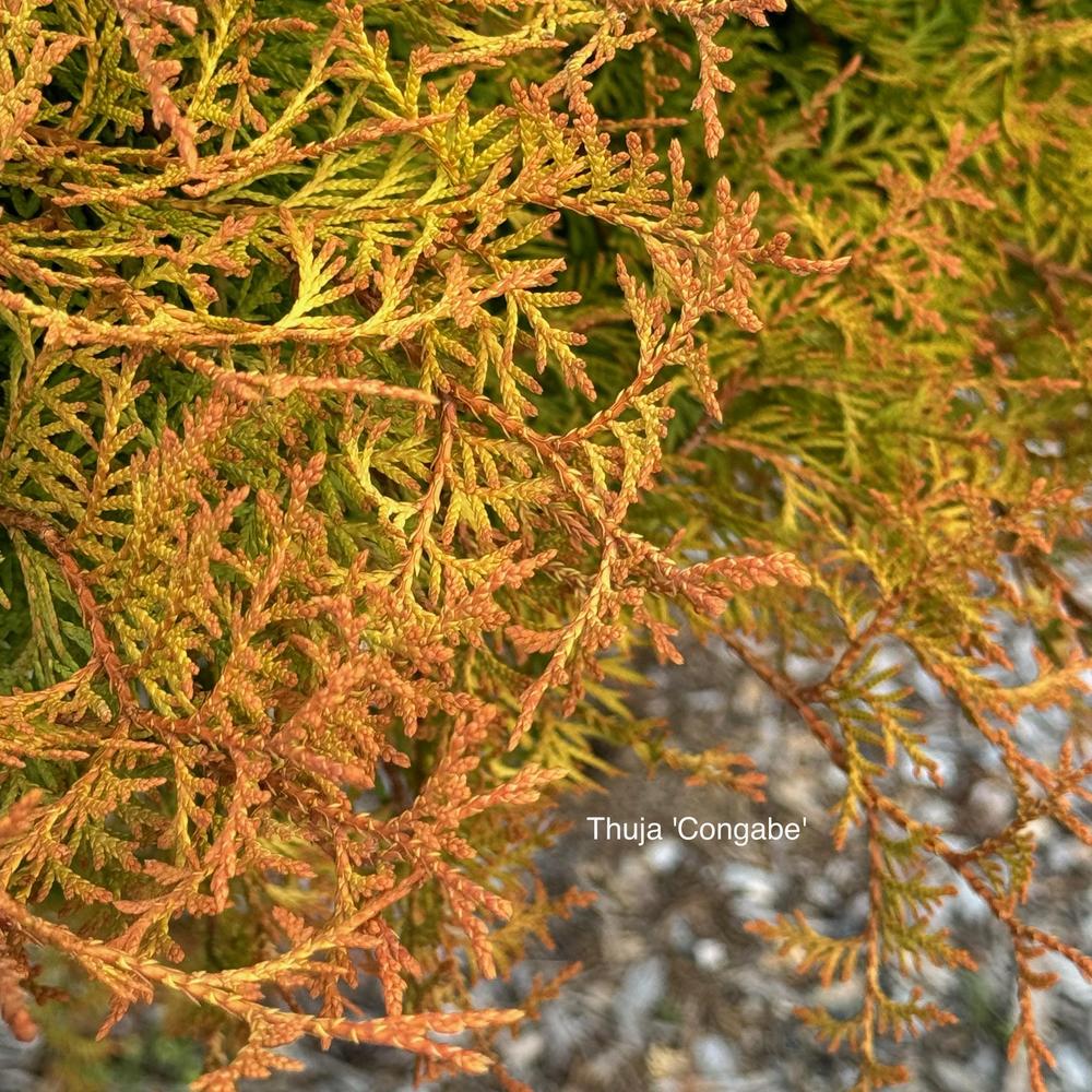 Northern White Cedar (Thuja occidentalis Fire Chief™) in the ...