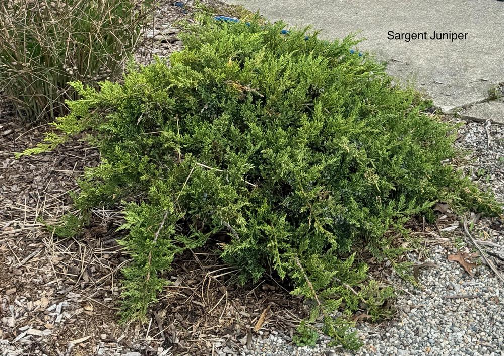 Photo of the entire plant of Sargent Juniper (Juniperus chinensis var ...