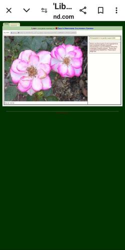 rosa libby in the Roses forum - Garden.org