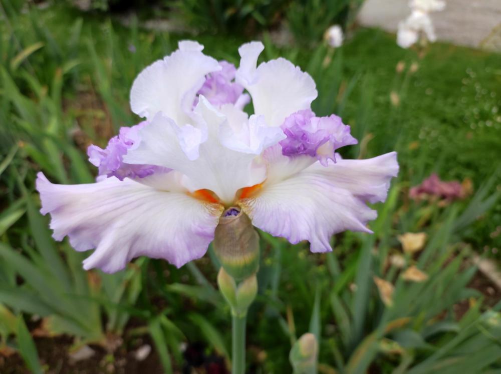 Photo of the bloom of Tall Bearded Iris (Iris 'Cabbage Patch') posted ...