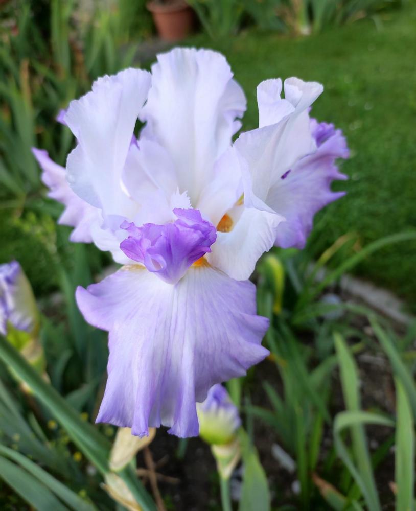 Tall Bearded Iris (Iris 'Cabbage Patch') in the Irises Database ...
