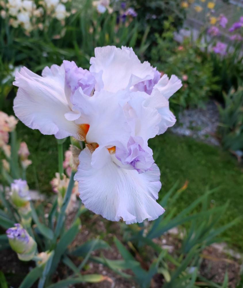 Photo of the bloom of Tall Bearded Iris (Iris 'Cabbage Patch') posted ...