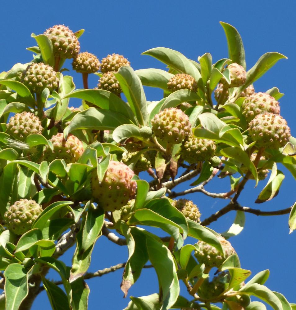 Evergreen Dogwood (Cornus capitata) in the Dogwoods Database - Garden.org
