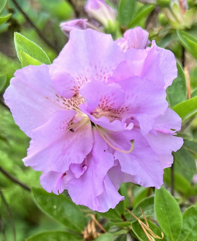 Photo of the bloom of Azalea (Rhododendron 'Elsie Lee') posted by ...