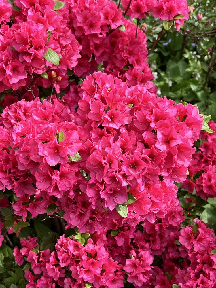 Photo of the bloom of Japanese Azalea (Rhododendron kiusianum 'Pink ...