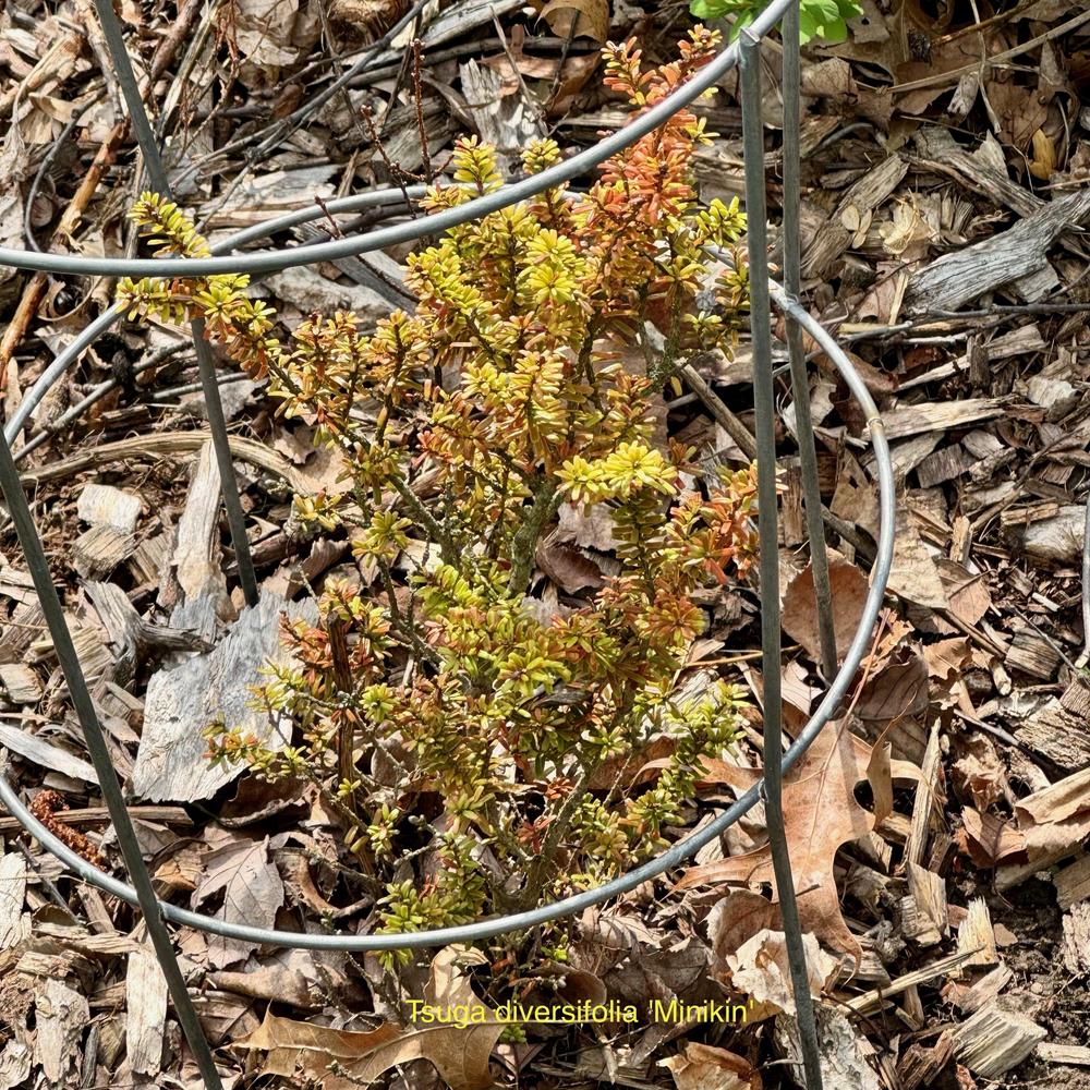 Photo of the entire plant of Dwarf Japanese Hemlock (Tsuga diversifolia ...