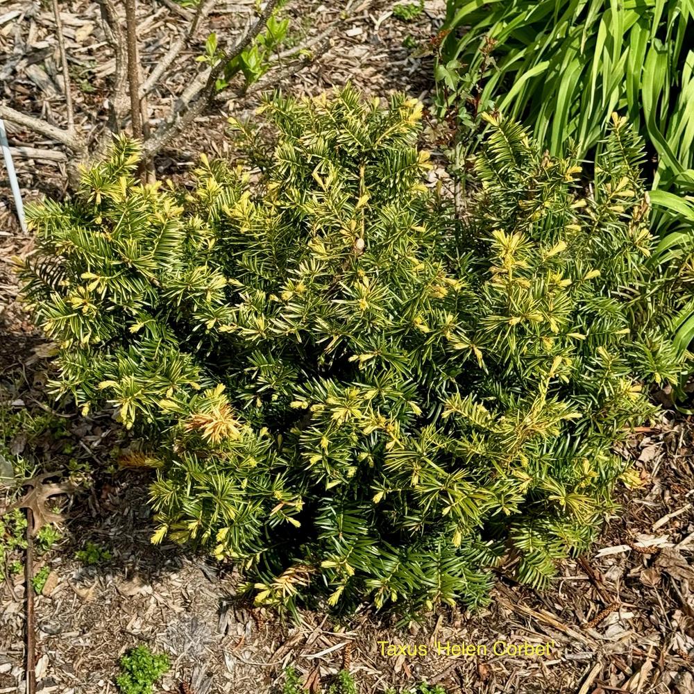 Photo of the entire plant of Japanese Yew (Taxus cuspidata 'Helen ...