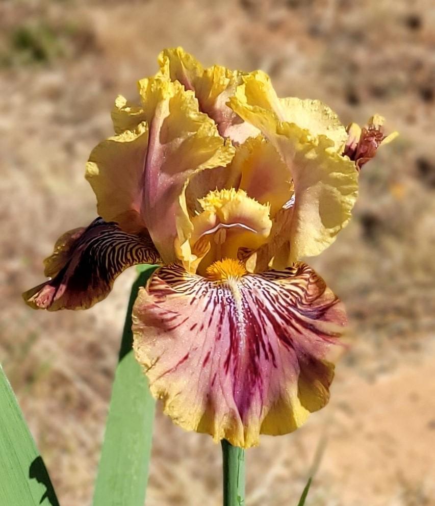 Tall Bearded Iris (Iris 'Sheer Panic') in the Irises Database - Garden.org