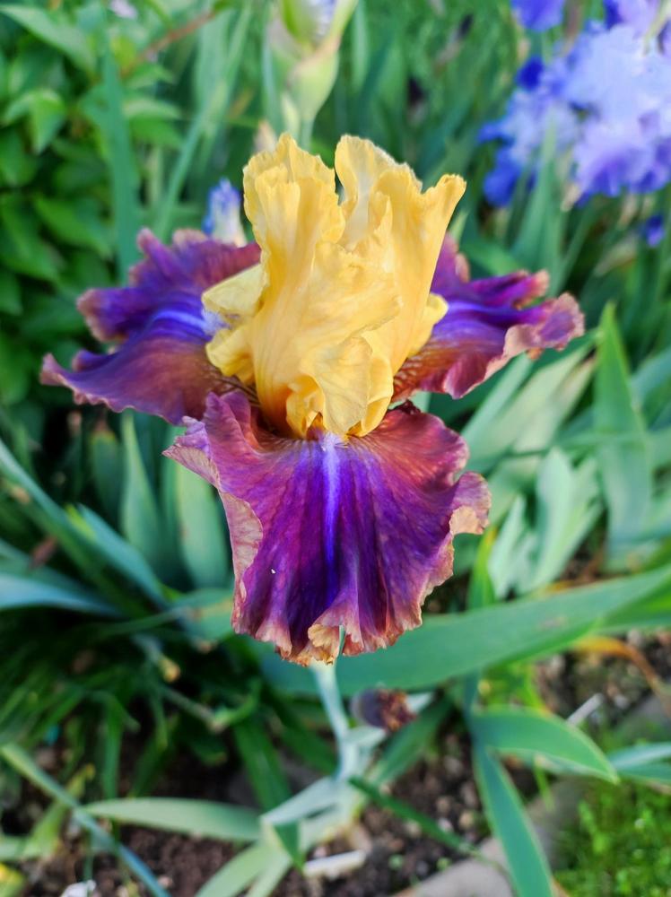 Photo of the bloom of Tall Bearded Iris (Iris 'Color Shift') posted by ...