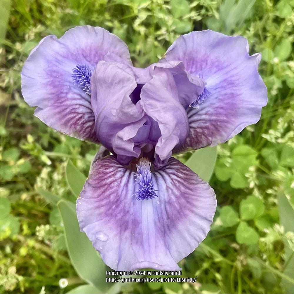 Photo of the bloom of Standard Dwarf Bearded Iris (Iris 'Lab') posted by Lbsmitty - Garden.org