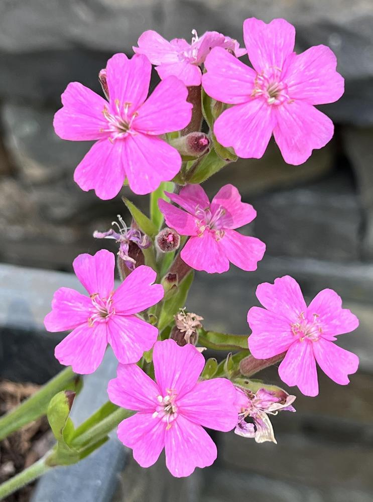 Photo of the bloom of Carolina Pink (Silene caroliniana 'Short & Sweet ...