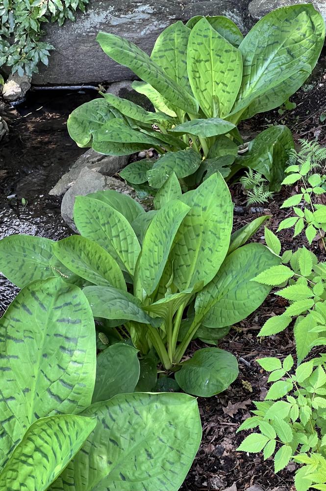 Photo of the entire plant of Asian Skunk Cabbage (Lysichiton ...