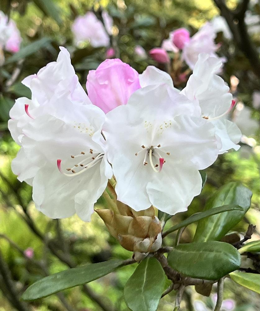 Rhododendron 'Crete' in the Rhododendrons Database - Garden.org