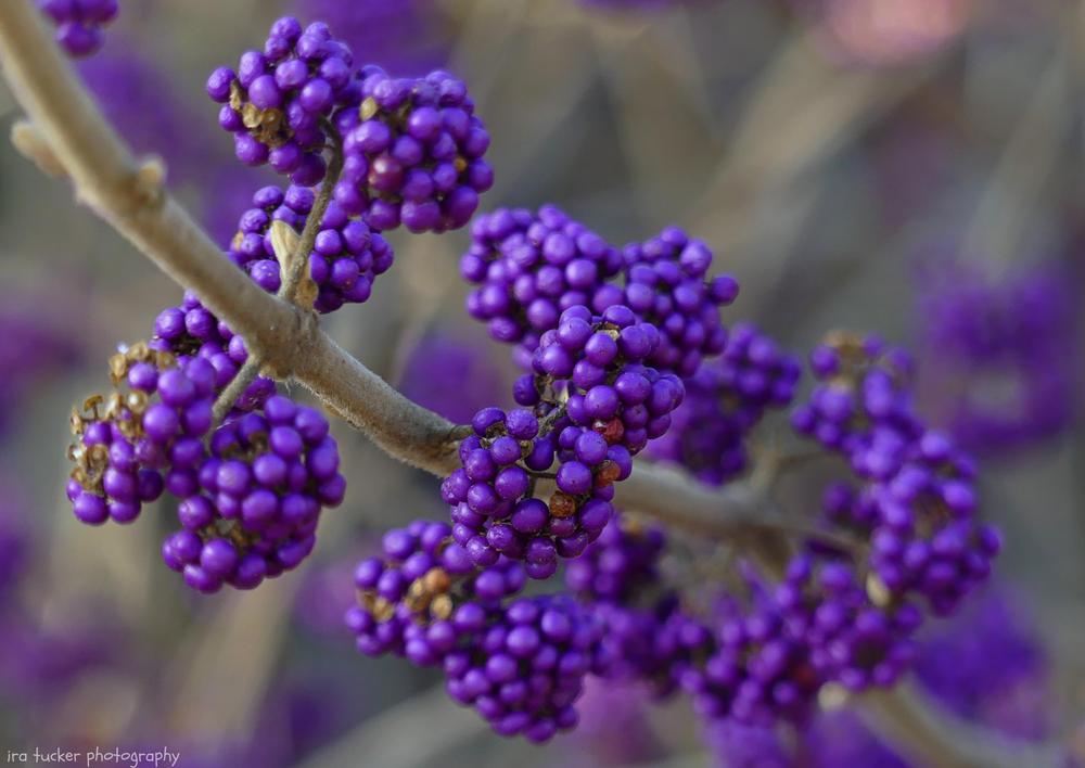Photo of the fruit of Callicarpa rubella posted by drirastucker ...