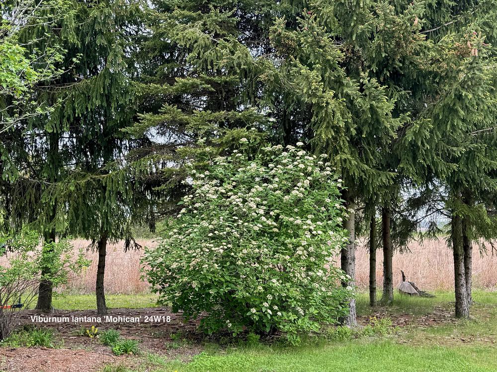 Photo of the entire plant of Wayfaring Tree (Viburnum lantana 'Mohican ...