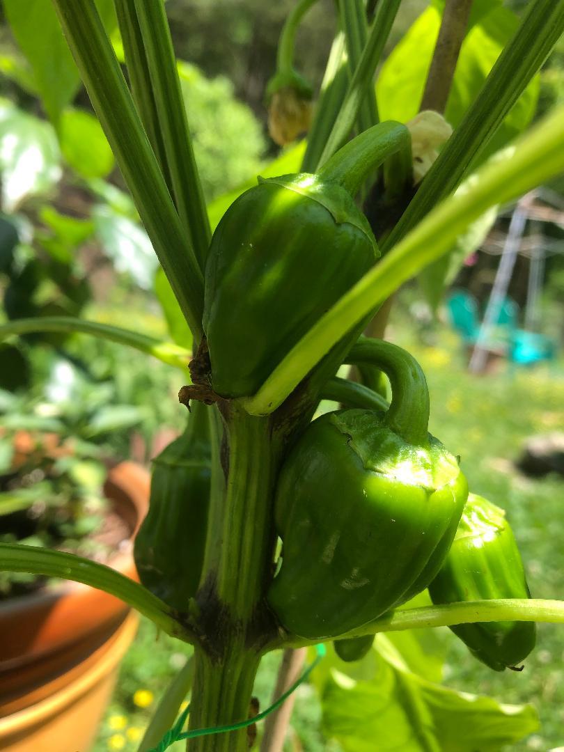 Photo of the fruit of Sweet Pepper (Capsicum annuum 'Jungle Parrot ...
