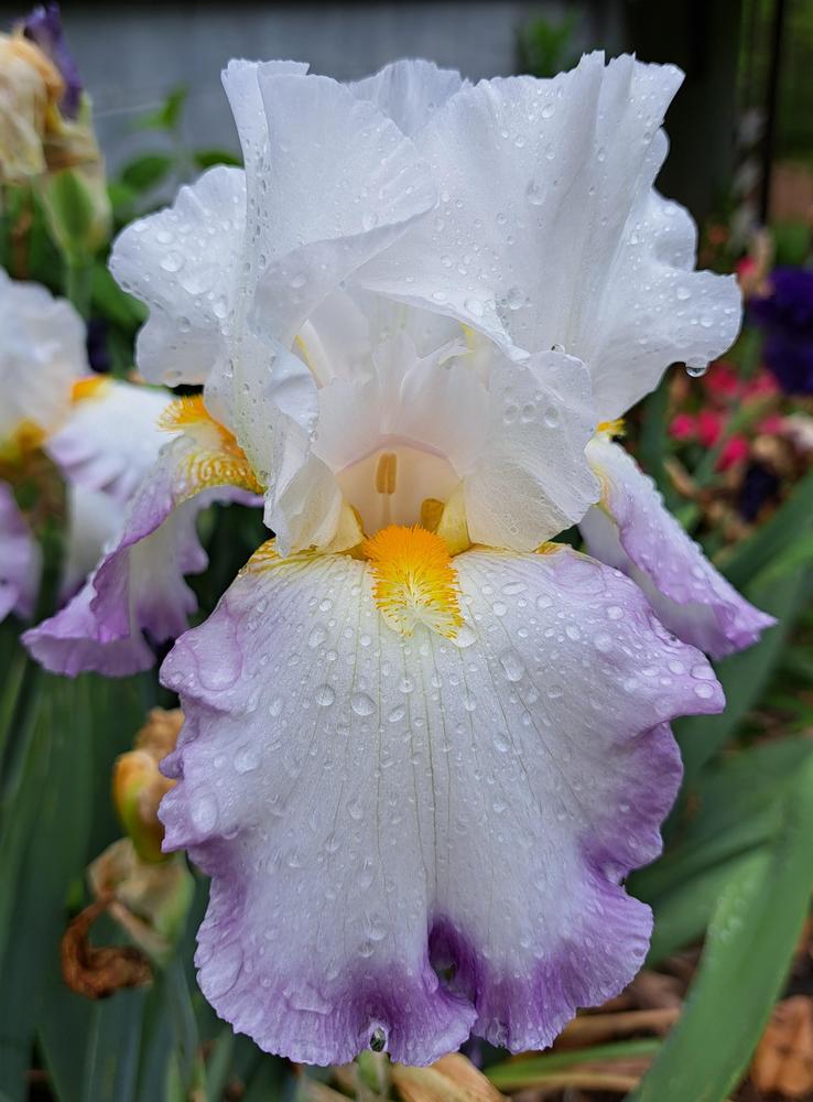 Photo of the bloom of Tall Bearded Iris (Iris 'Starting Fresh') posted ...