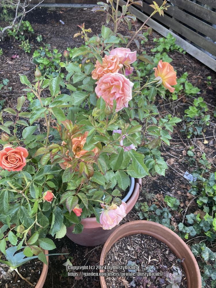 Photo of the entire plant of Rose (Rosa 'Pumpkin Patch') posted by ...