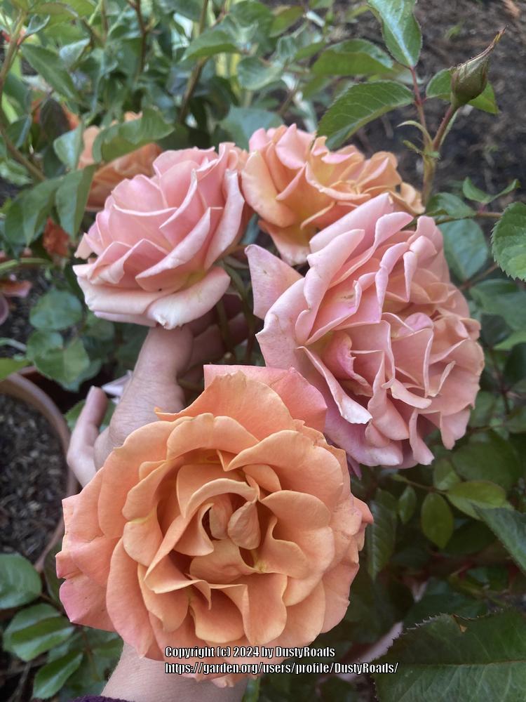 Photo of the bloom of Rose (Rosa 'Pumpkin Patch') posted by DustyRoads ...