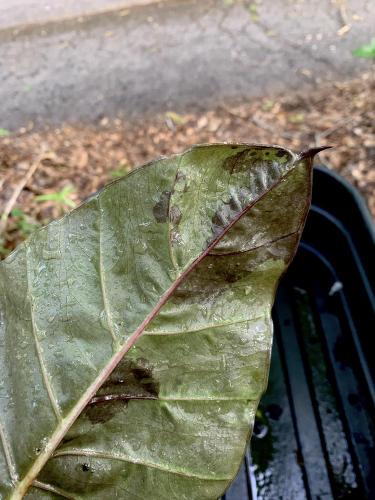 'Endless Forms Most Beautiful' The aroid photo gallery in the ...