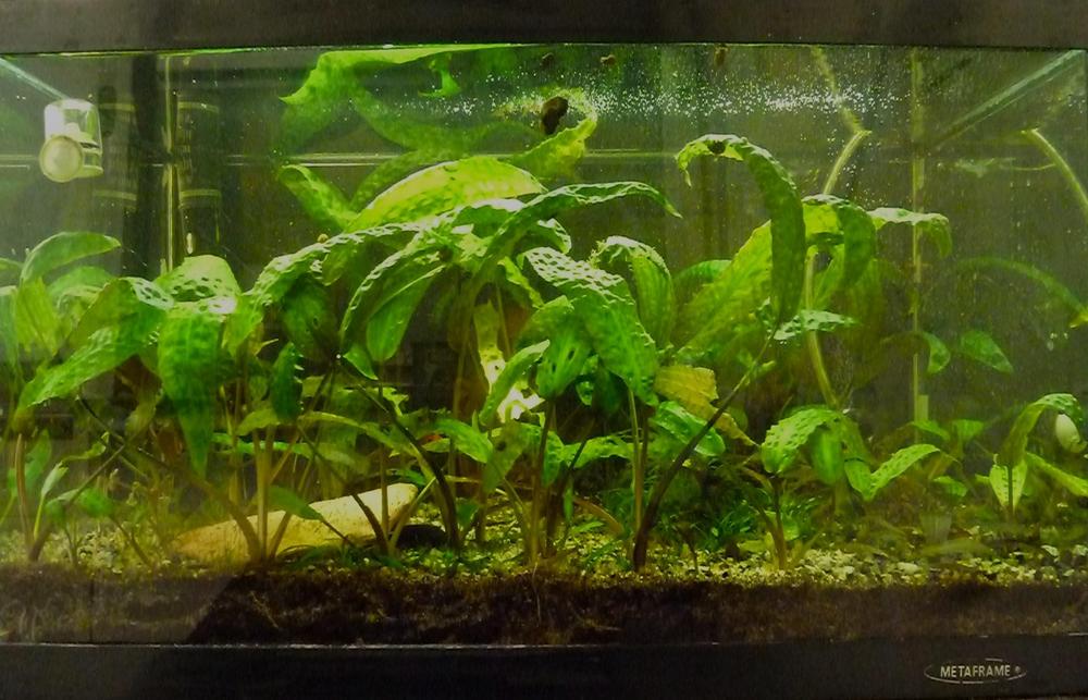 Photo of the entire plant of Cryptocoryne hudoroi posted by ...