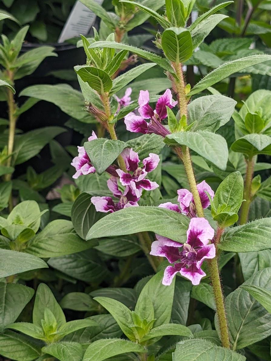 Photo of the entire plant of Batface Cuphea (Cuphea procumbens Sweet Talk™ Lavender Splash ...