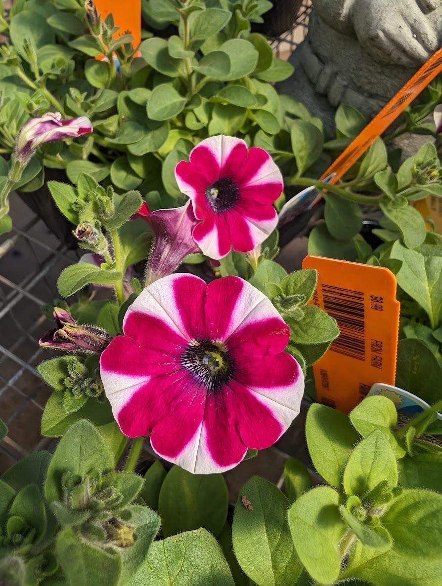 Photo of the bloom of Multiflora Spreading/Trailing Petunia (Petunia ...