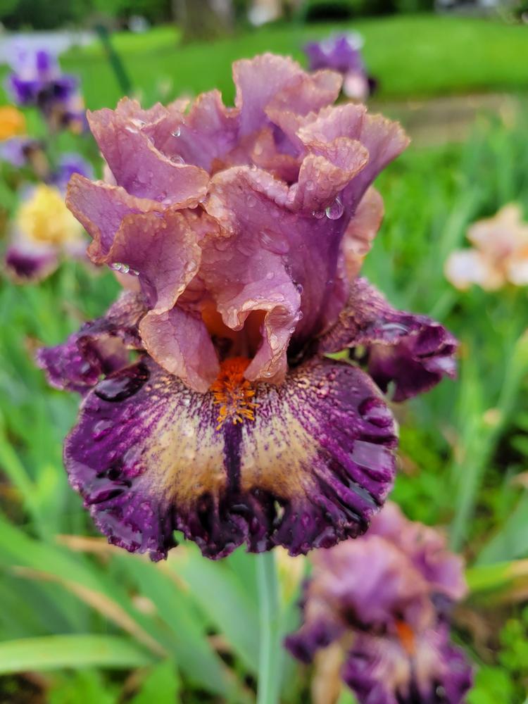 Tall Bearded Iris (Iris 'Monet Painting') in the Irises Database ...