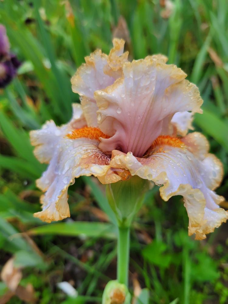 Photo of the bloom of Tall Bearded Iris (Iris 'Tropical Tease') posted ...