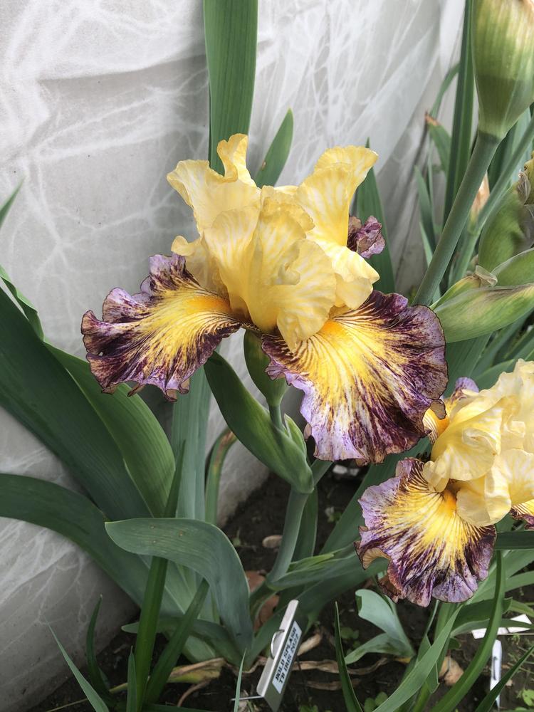 Photo of the bloom of Tall Bearded Iris (Iris 'Bold Splash') posted by ...