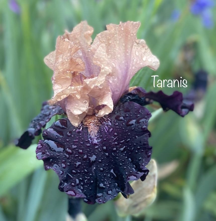 Tall Bearded Iris (Iris 'Taranis') in the Irises Database - Garden.org