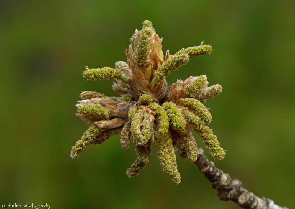 Photo of the emerging growth of Japanese Emperor Oak (Quercus dentata ...