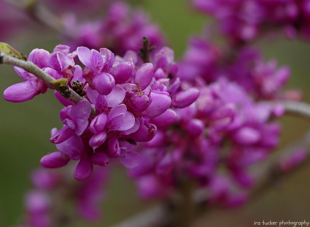Photo of the bloom of Chinese Redbud (Cercis chinensis 'Don Egolf ...