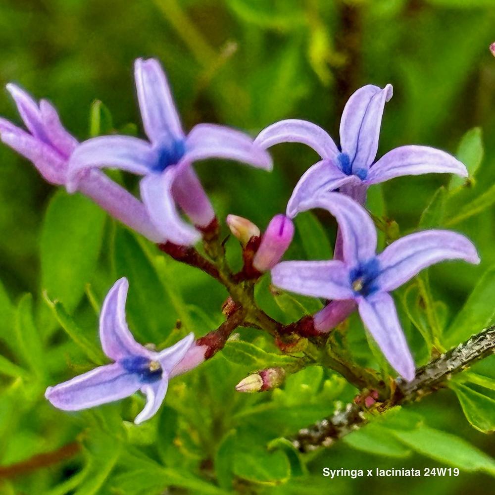 Photo of the bloom of Persian Lilac (Syringa persica 'Laciniata ...
