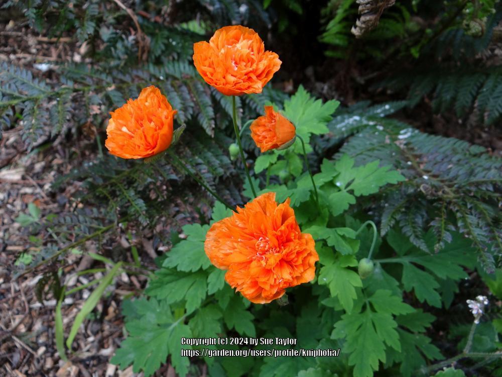 Photo of the entire plant of Welsh Poppy (Papaver cambricum 'Flore ...