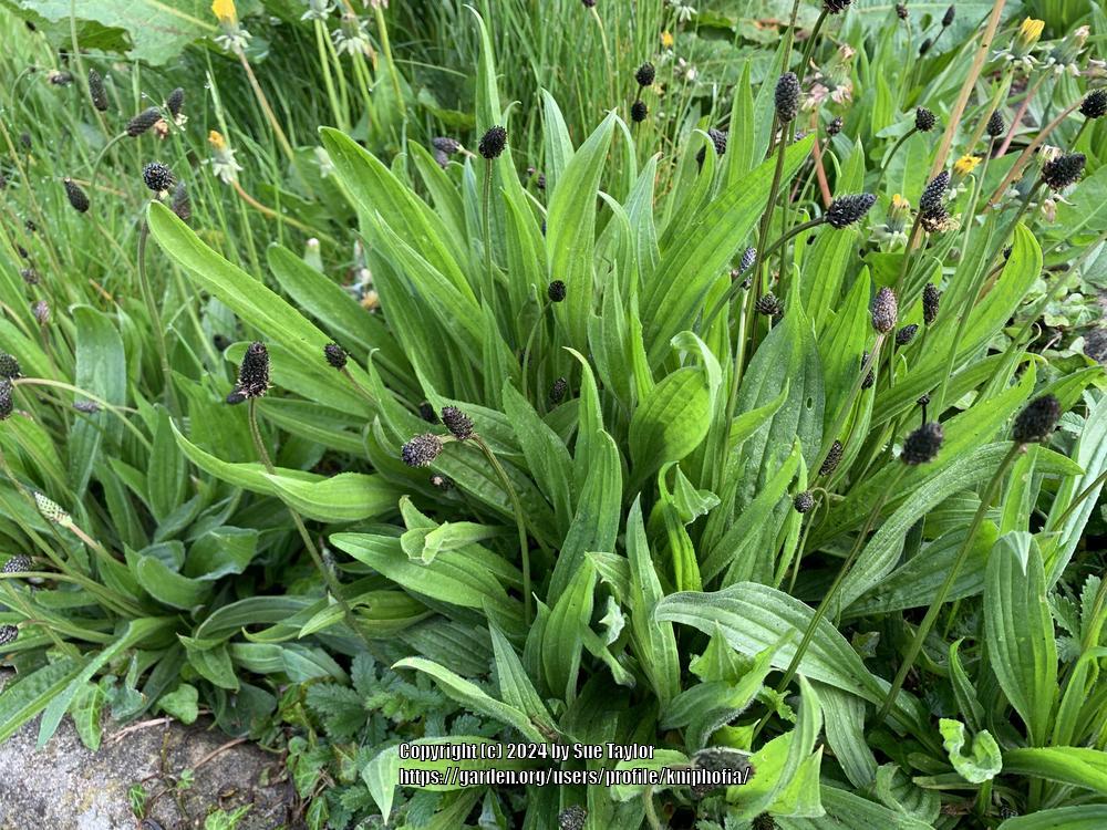 Photo of the leaves of English Plantain (Plantago lanceolata) posted by ...