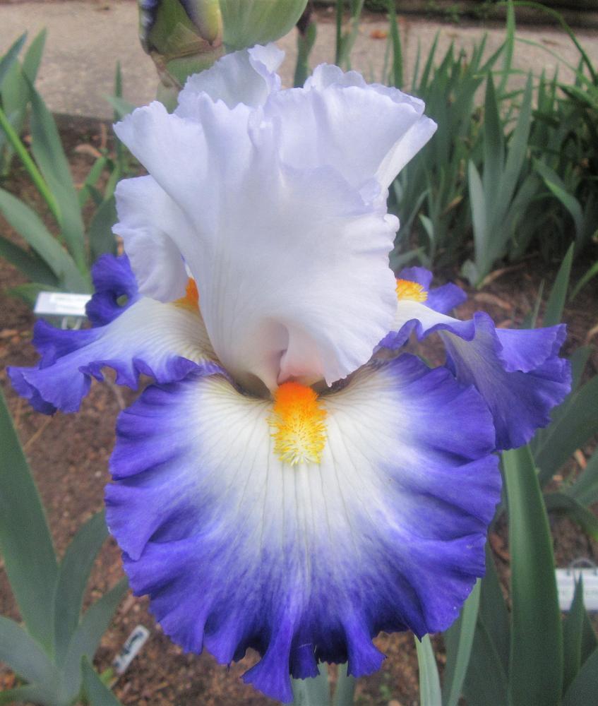 What is your bluest iris and is it a good grower. in the Irises forum ...