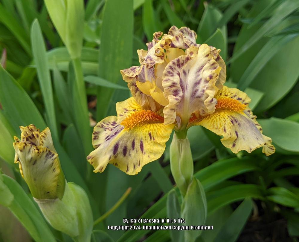 Photo of the bloom of Standard Dwarf Bearded Iris (Iris 'Scoundrel') posted by Artsee1 - Garden.org