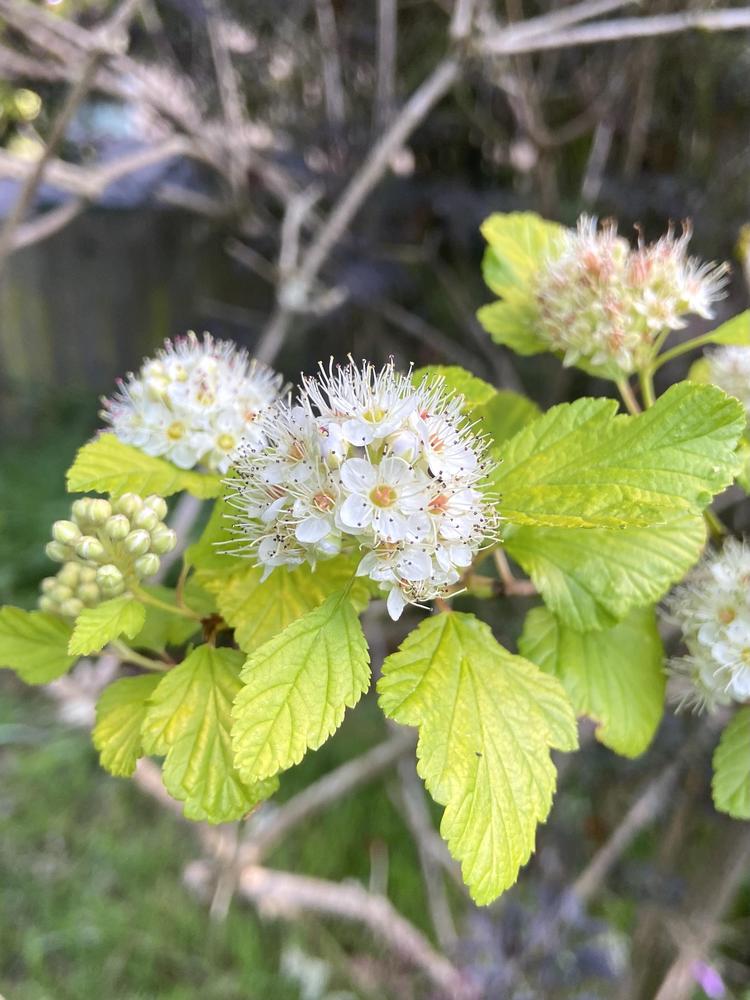 Eastern Ninebark (Physocarpus opulifolius 'Dart's Gold') in the ...