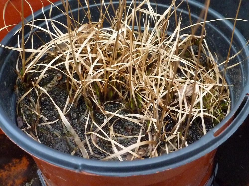 Photo of the emerging growth of Bog yelloweyed grass (Xyris difformis ...