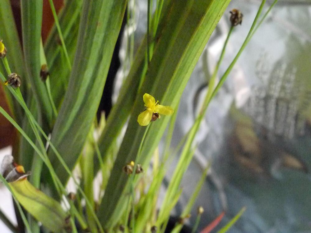 Photo of the bloom of Bog yelloweyed grass (Xyris difformis var ...