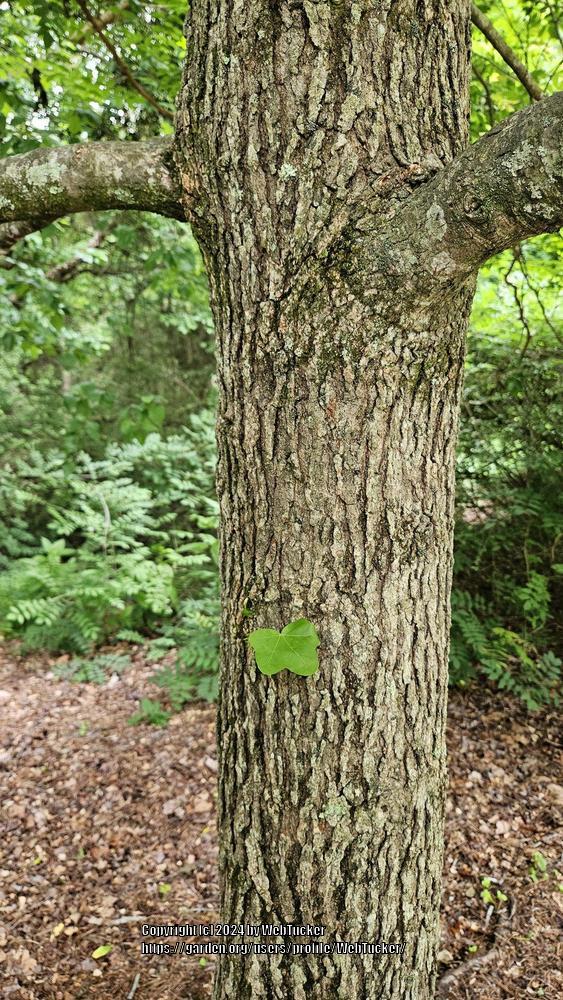 Photo of the stem, scape, stalk or bark of Field Maple (Acer campestre ...