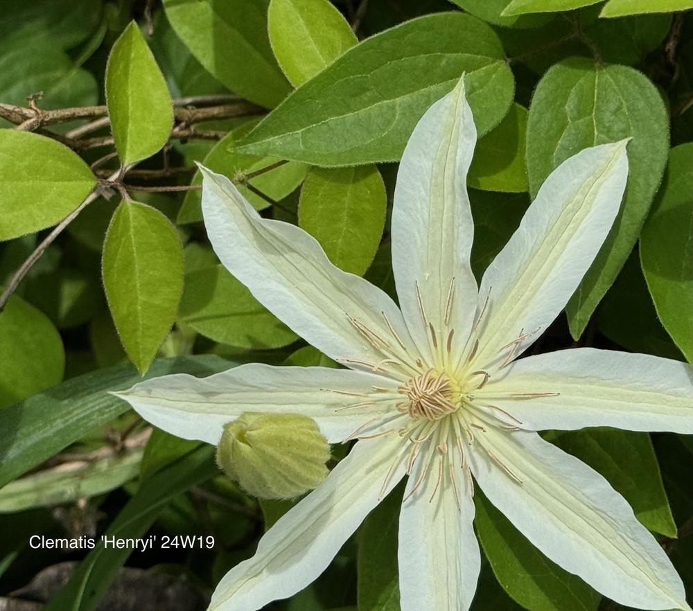 Photo of the bloom of Clematis 'Henryi' posted by frankrichards16 ...