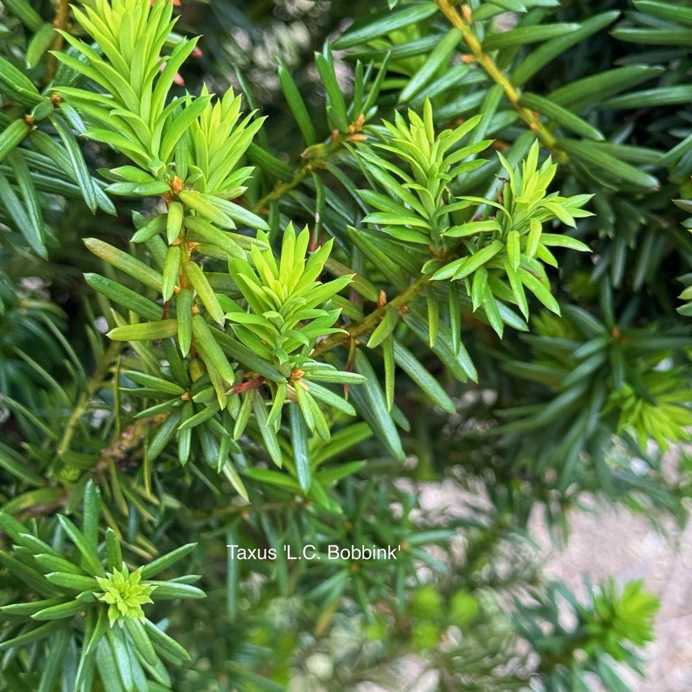 Photo of the leaves of Anglo-Japanese Yew (Taxus 'L.C. Bobbink') posted ...