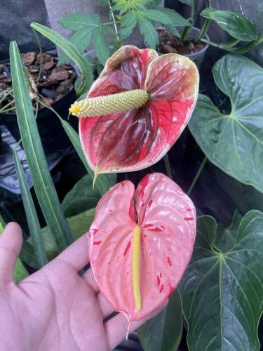 'Endless Forms Most Beautiful' The aroid photo gallery in the ...