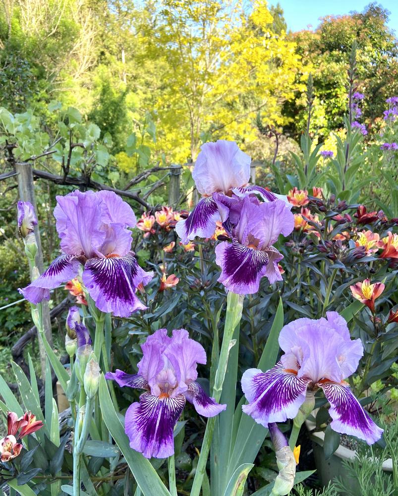 Photo of the bloom of Tall Bearded Iris (Iris 'Plum Pretty Whiskers ...
