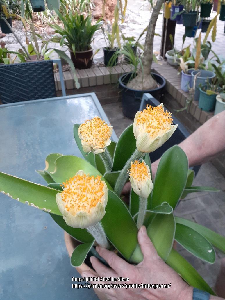 Photo of the entire plant of Torch Lily (Haemanthus) posted by ...
