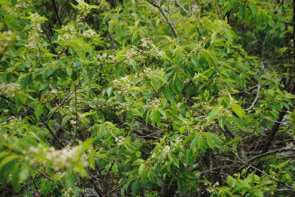 Photo of the bloom of Pin Cherry (Prunus pensylvanica) posted by ILPARW ...