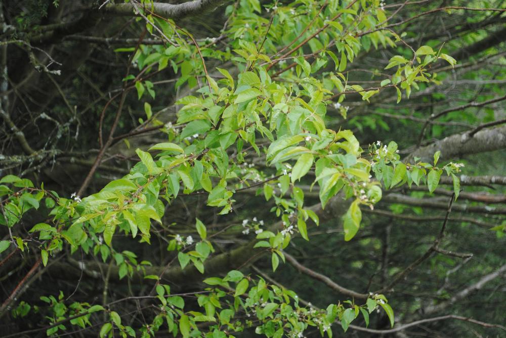 Photo of the leaves of Pin Cherry (Prunus pensylvanica) posted by ...